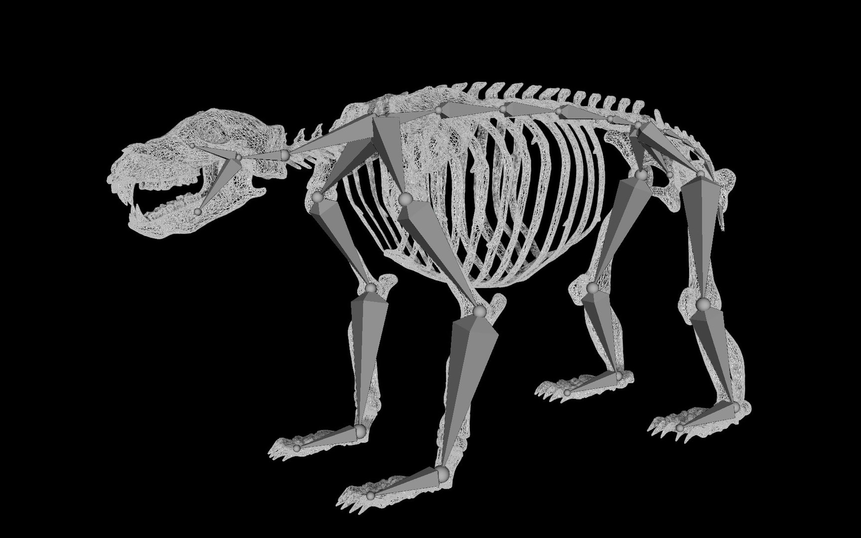 3D Rigged Bear Skeleton - TurboSquid 1853929