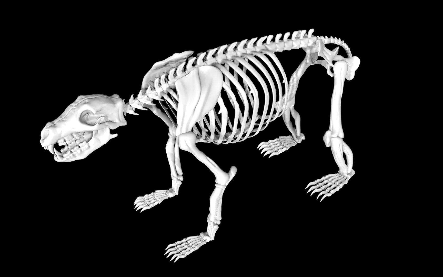 3D Rigged Bear Skeleton - TurboSquid 1853929