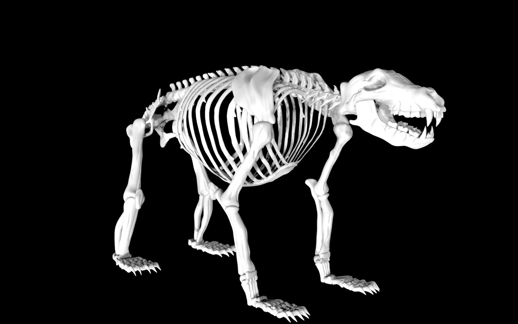 3D Rigged Bear Skeleton - TurboSquid 1853929