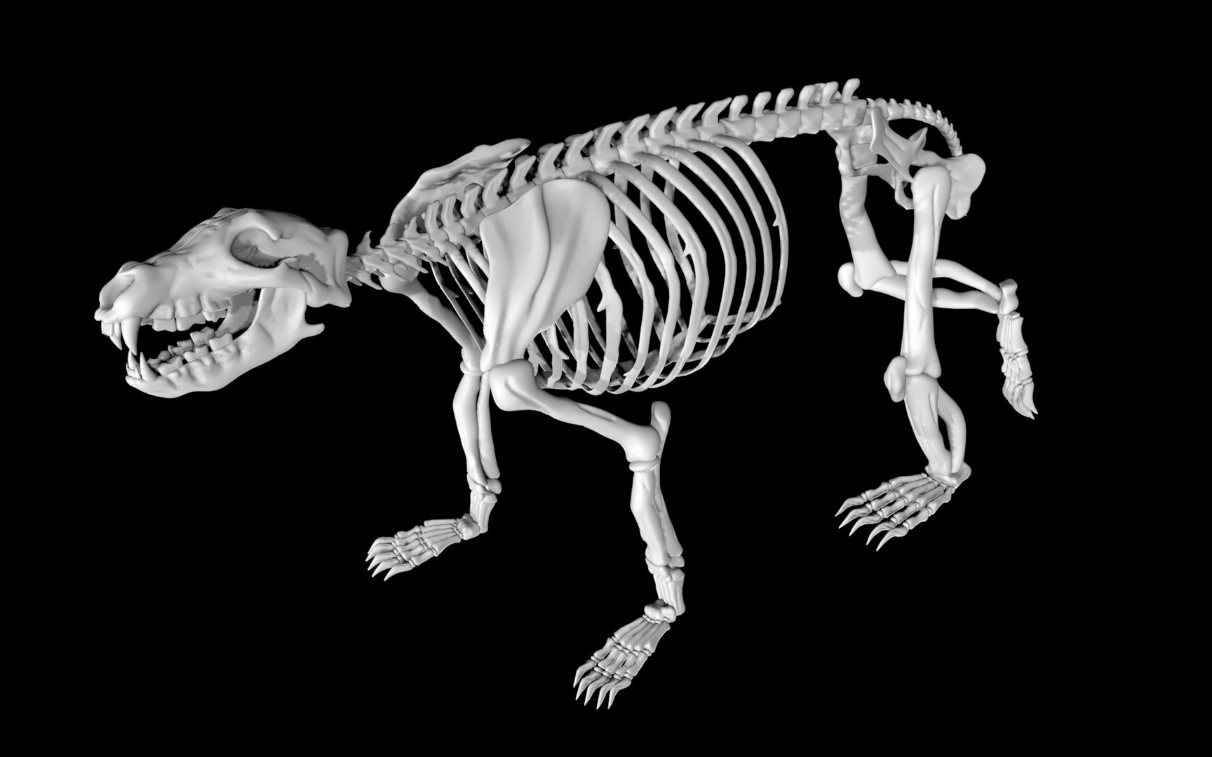 3D Rigged Bear Skeleton - TurboSquid 1853929