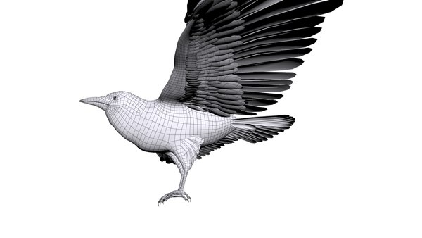 3D Raven 3d - TurboSquid 1766209
