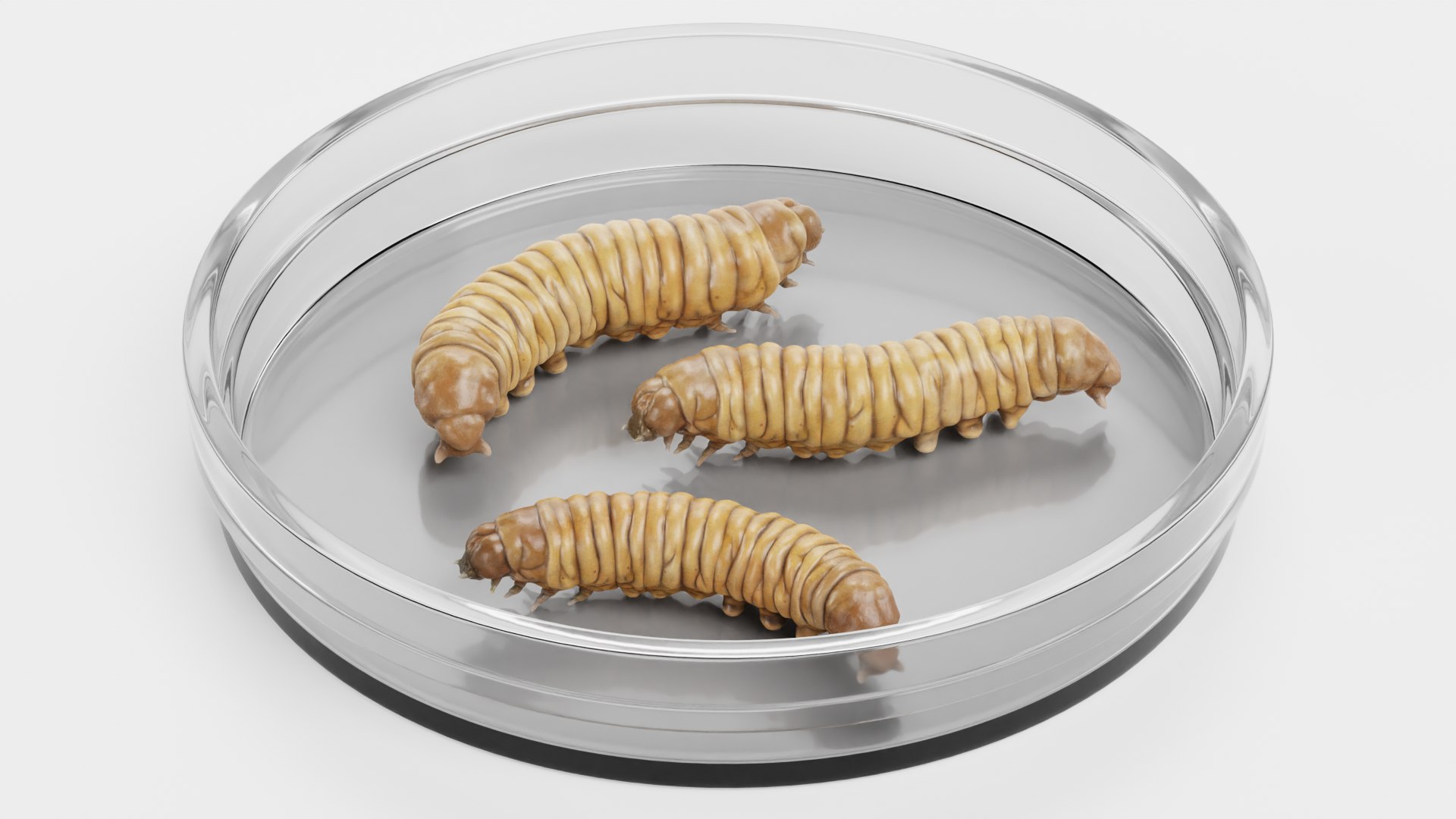 Petri Dish With Worms 3D Model - TurboSquid 2118401