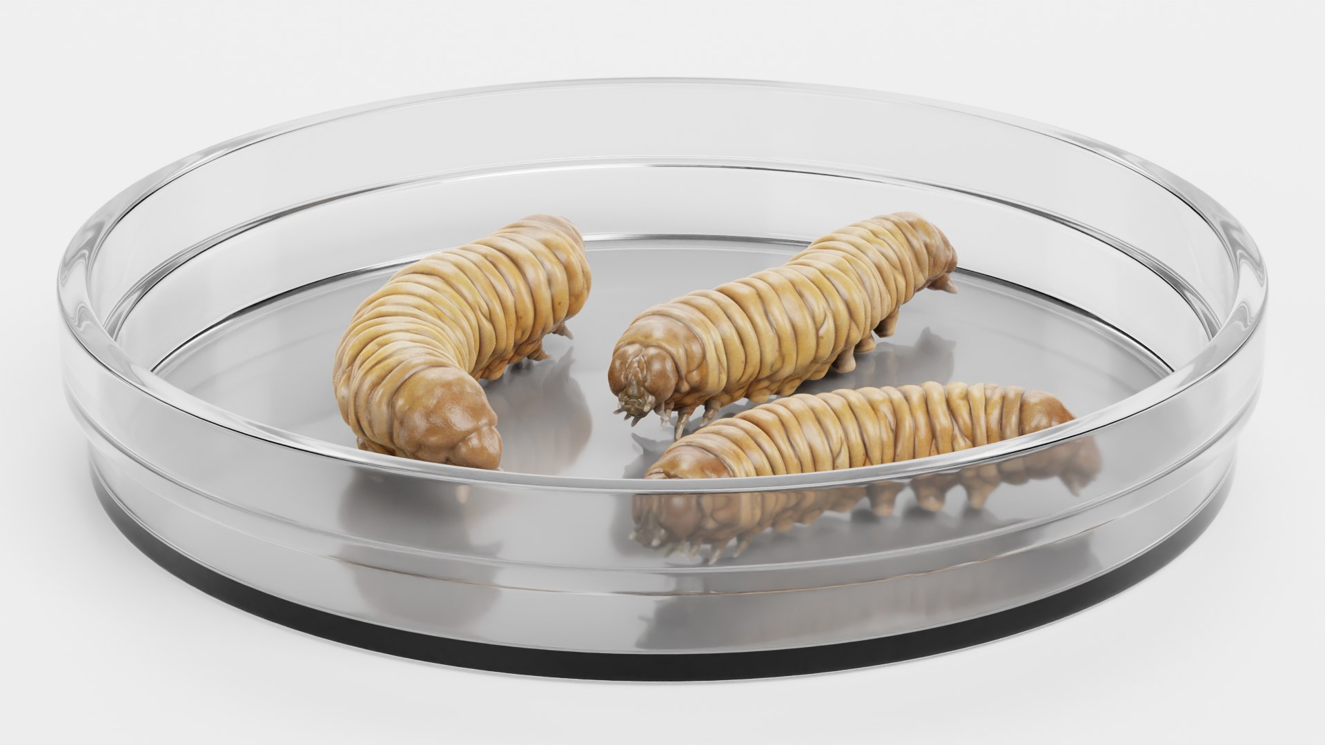 Petri Dish With Worms 3D Model - TurboSquid 2118401