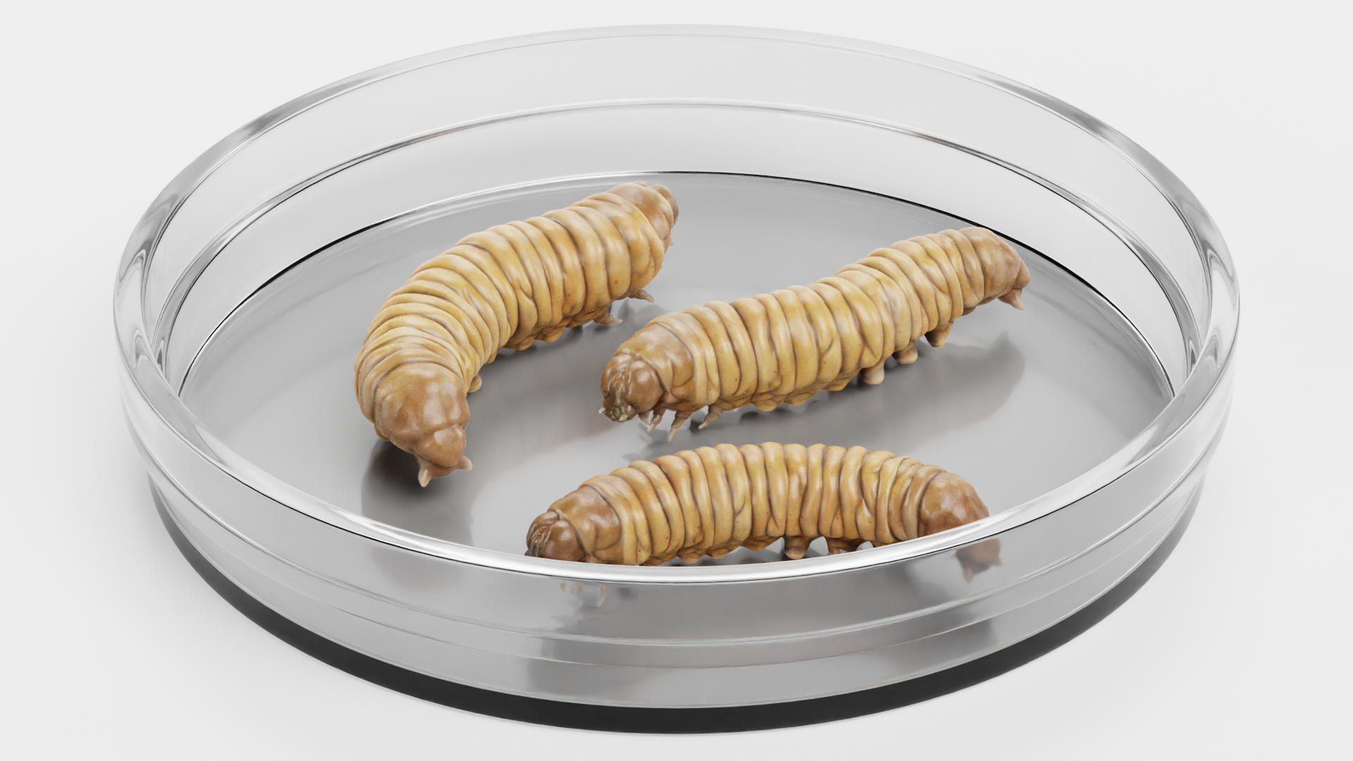 Petri Dish With Worms 3D Model - TurboSquid 2118401