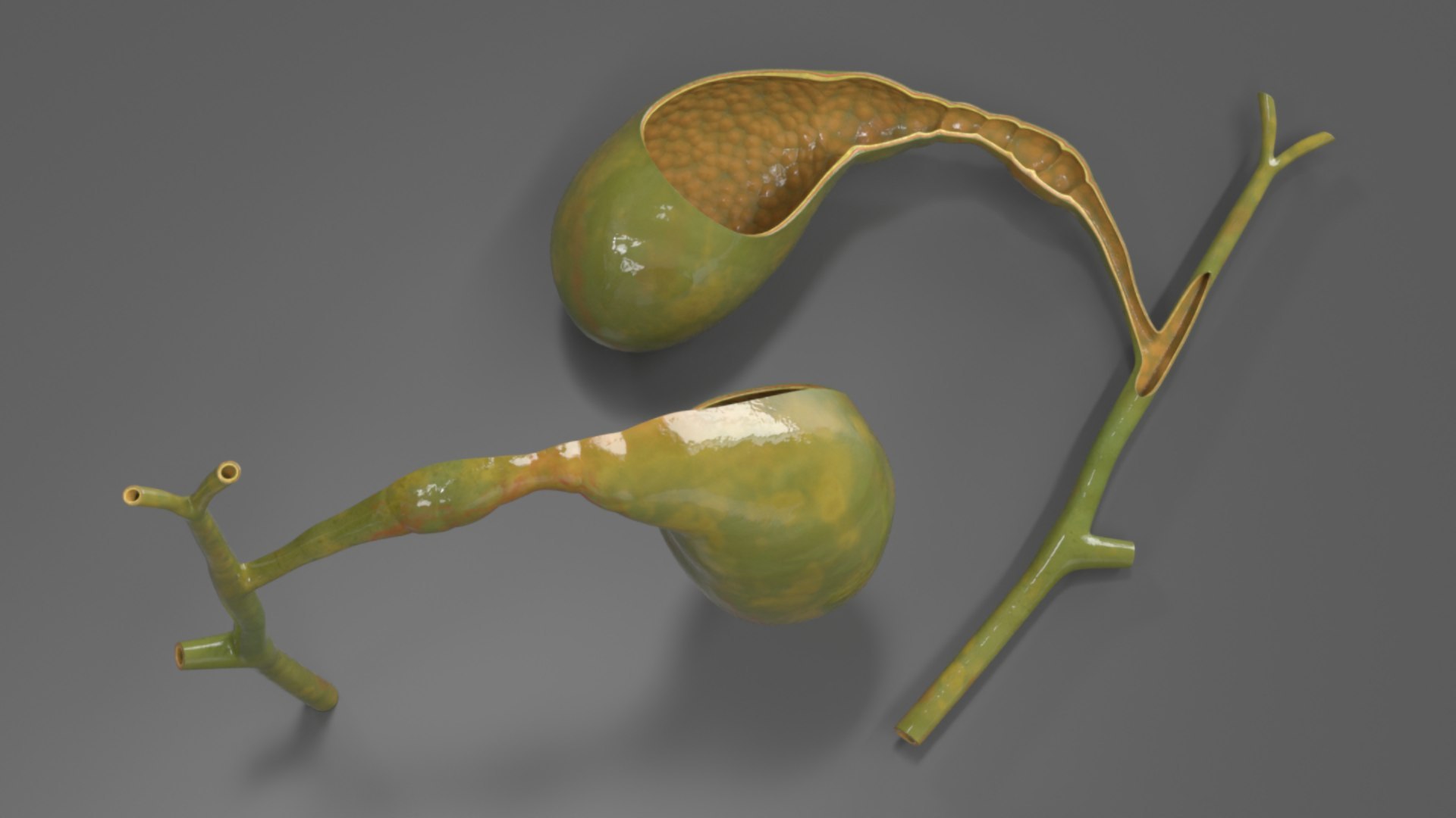 3D Internal Anatomy Cut Collection Model - TurboSquid 2298806