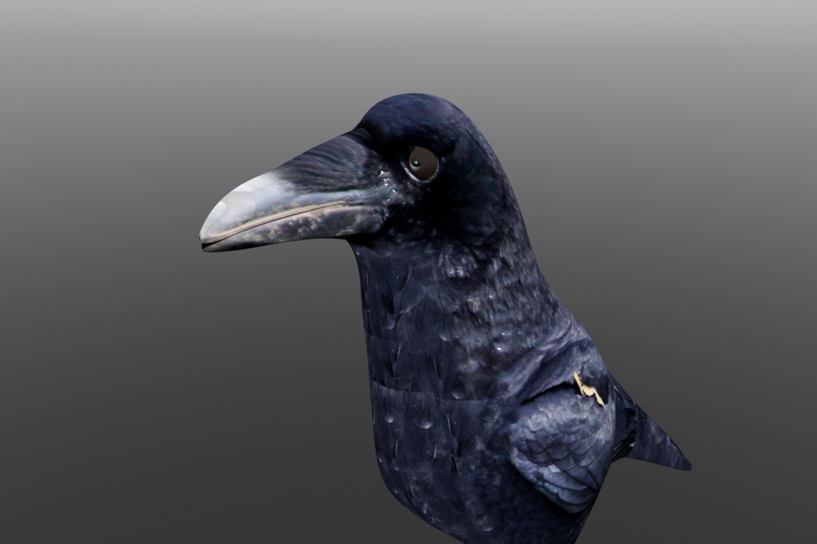 3d Model Crow Formats