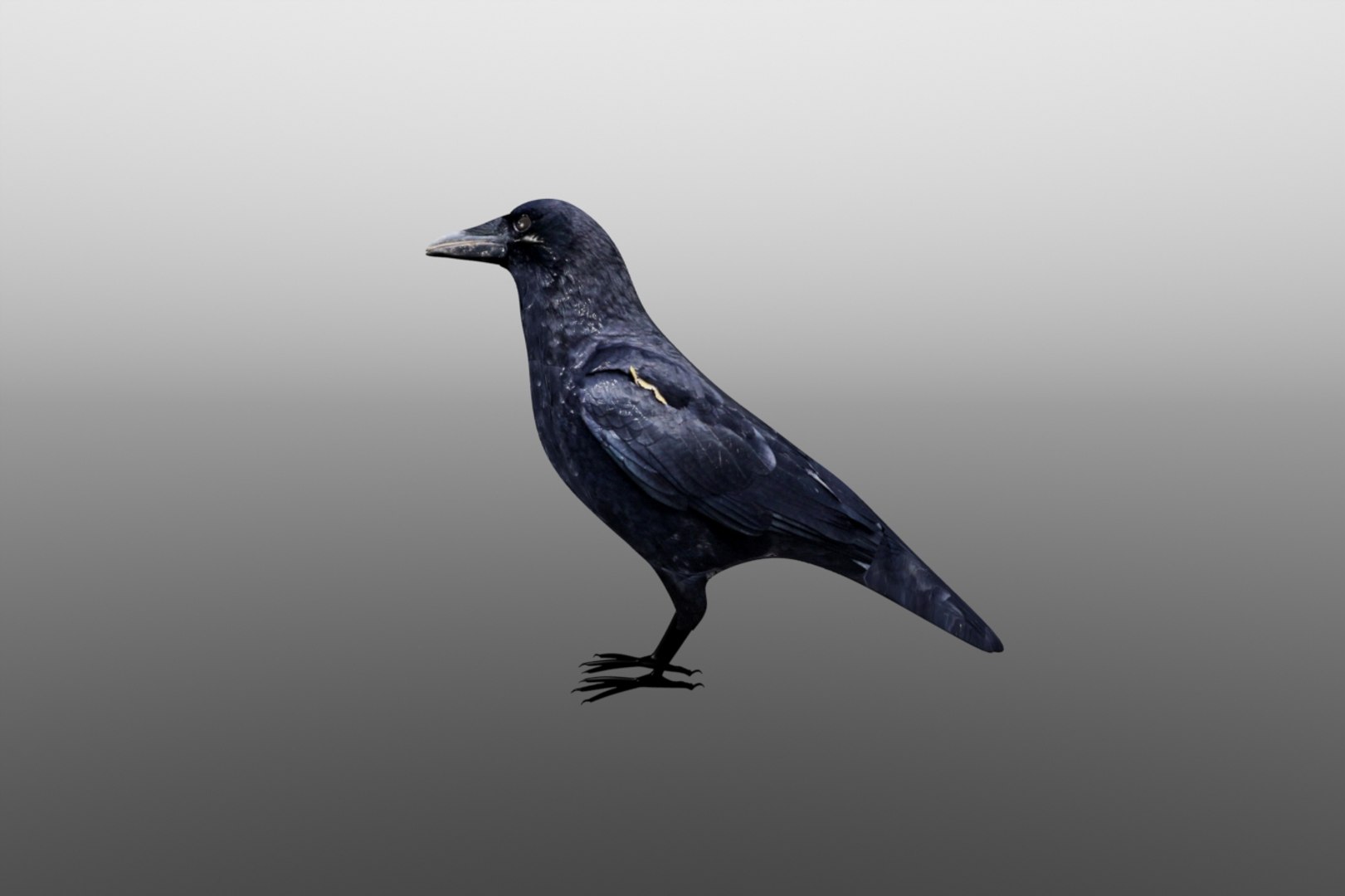 3d Model Crow Formats