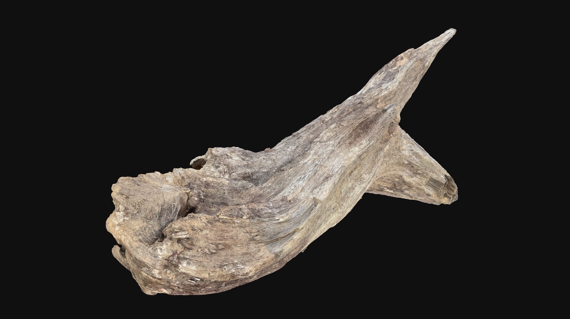 Dead Tree Root 3D Scan In Highpoly 3D Model - TurboSquid 2226590