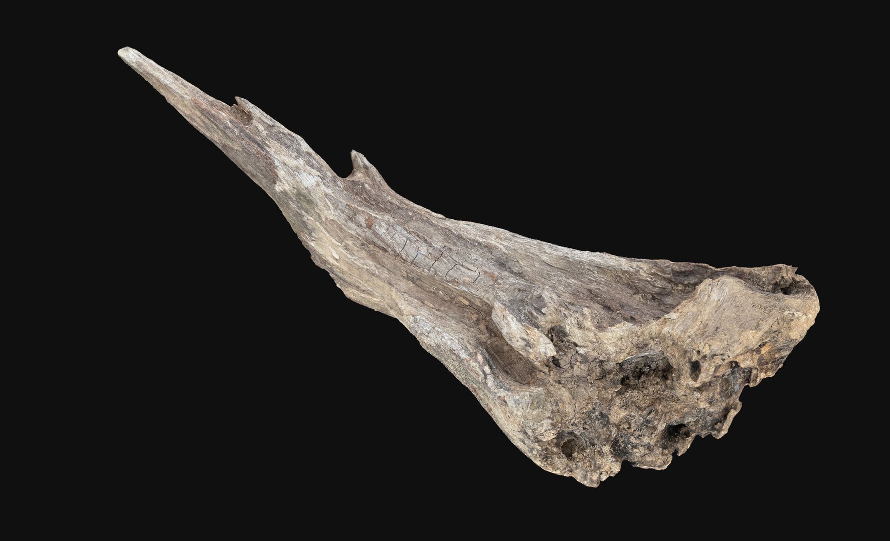 Dead Tree Root 3D Scan In Highpoly 3D Model - TurboSquid 2226590