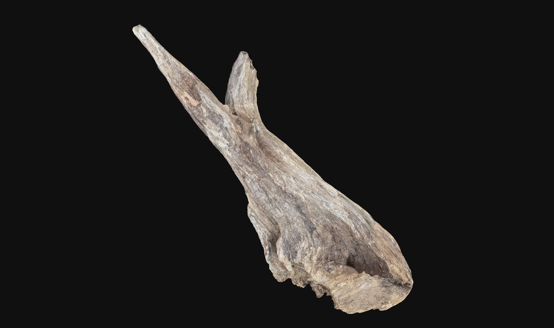 Dead Tree Root 3D Scan In Highpoly 3D Model - TurboSquid 2226590