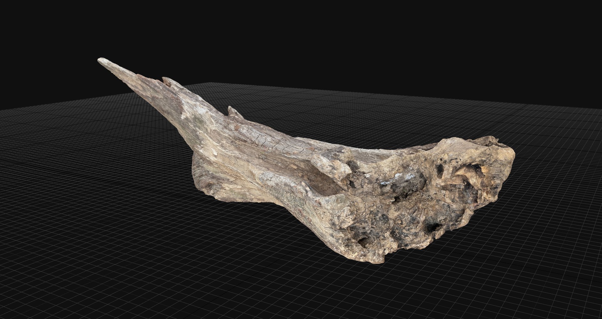 Dead Tree Root 3D Scan In Highpoly 3D Model - TurboSquid 2226590