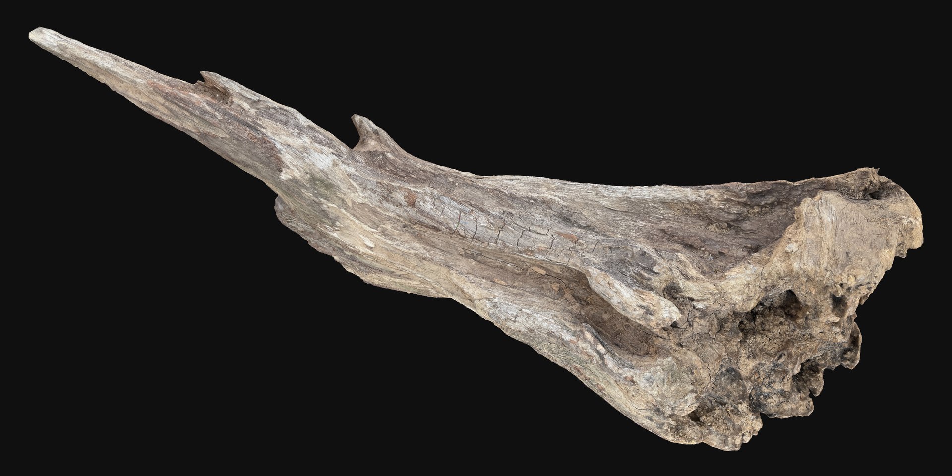Dead Tree Root 3D Scan In Highpoly 3D Model - TurboSquid 2226590