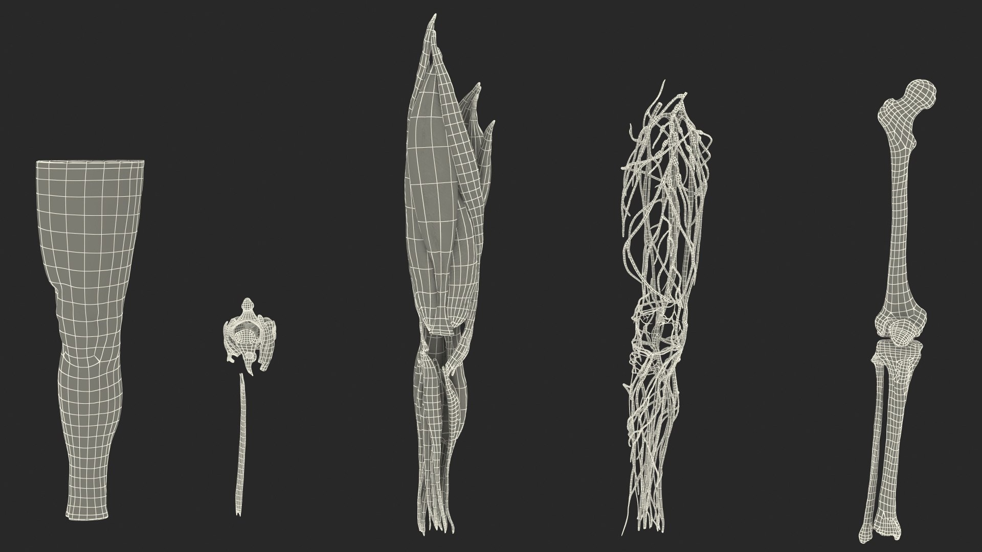 3D Knee Human Anatomy Model - TurboSquid 1619906