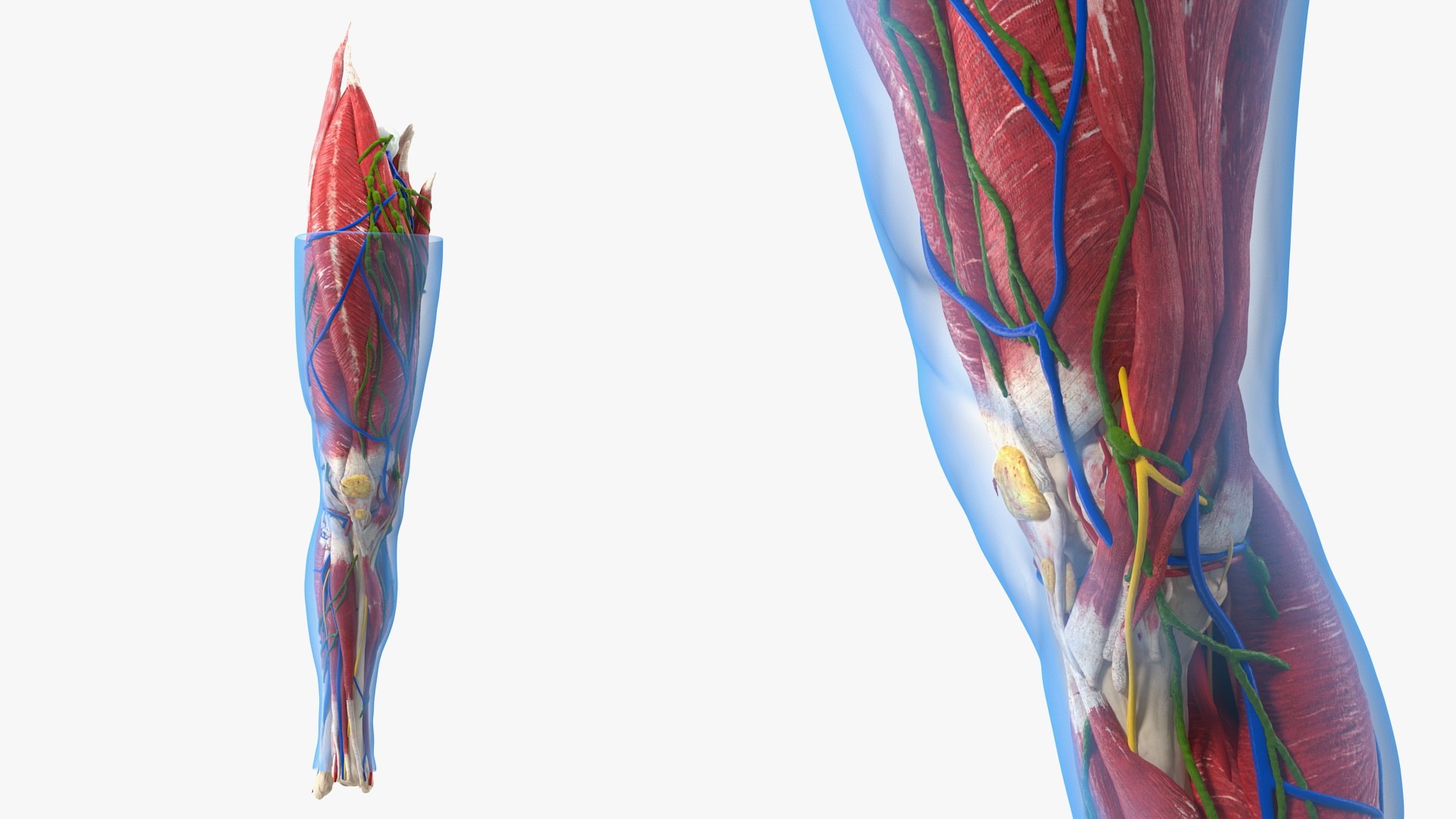 3D knee human anatomy model - TurboSquid 1619906