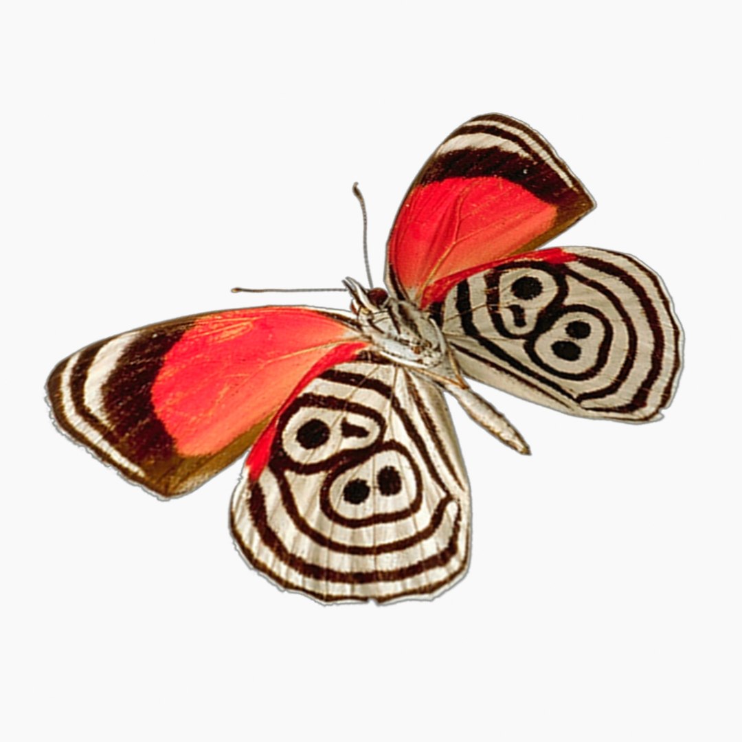 Butterflies Flies Simple 3D Model - TurboSquid 1208907