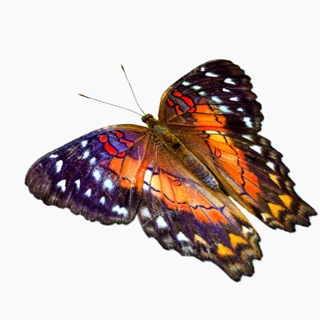 Butterflies Flies Simple 3D Model - TurboSquid 1208907