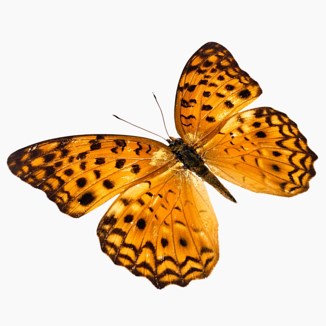 Butterflies Flies Simple 3D Model - TurboSquid 1208907