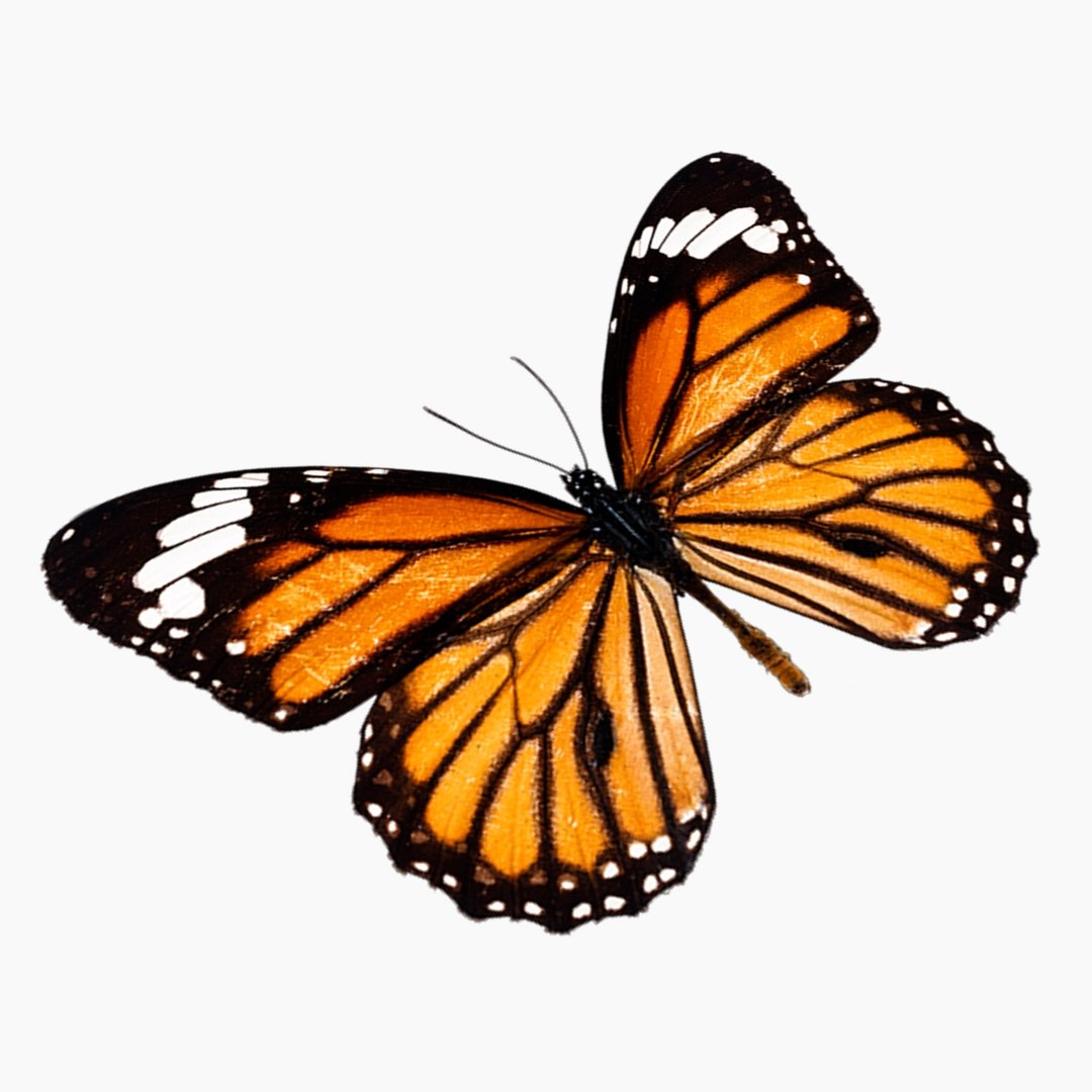 Butterflies Flies Simple 3D Model - TurboSquid 1208907