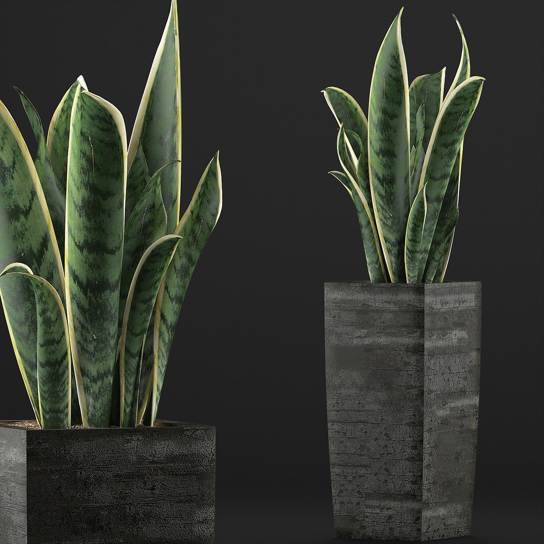 3D Exotic Plants Trees - TurboSquid 1623763