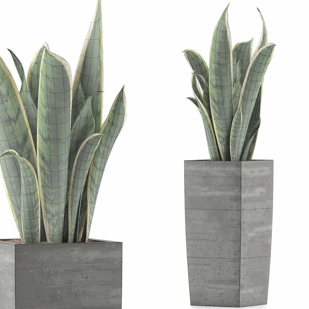 3D Exotic Plants Trees - TurboSquid 1623763