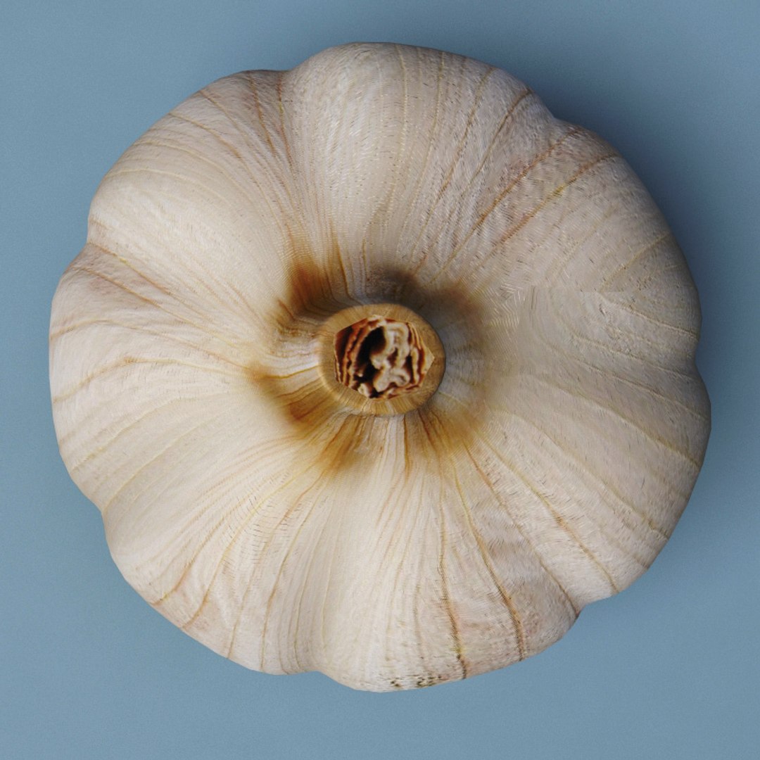 3d model of garlic modelled
