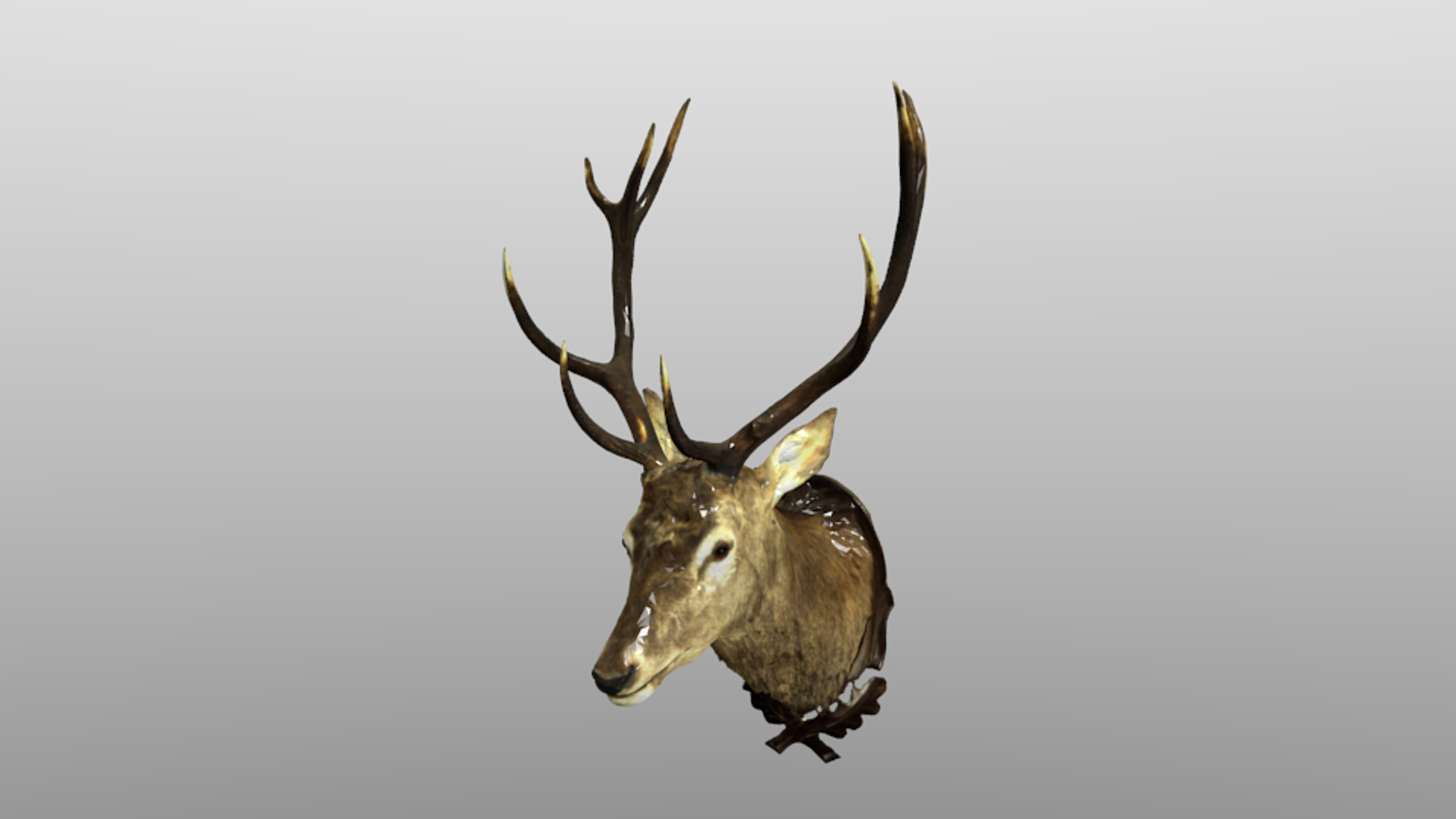 3D Stag Head Model - TurboSquid 1163359