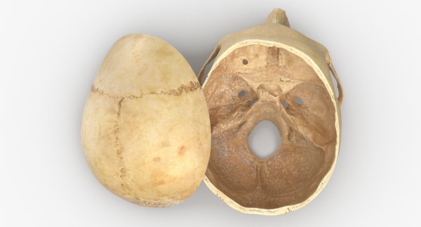 modelo 3d Cráneo humano real Cráneo 02 Corte con pose de pieza 02 ...