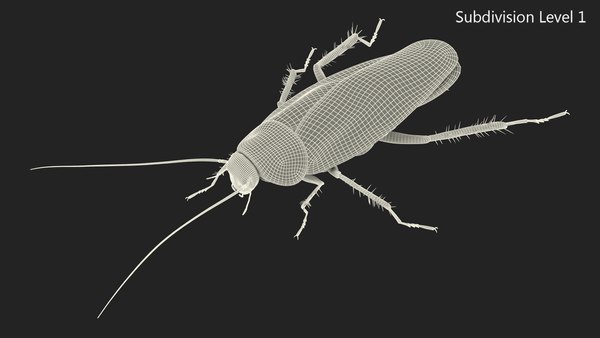 3D cockroach creeps rigged animation - TurboSquid 1487212