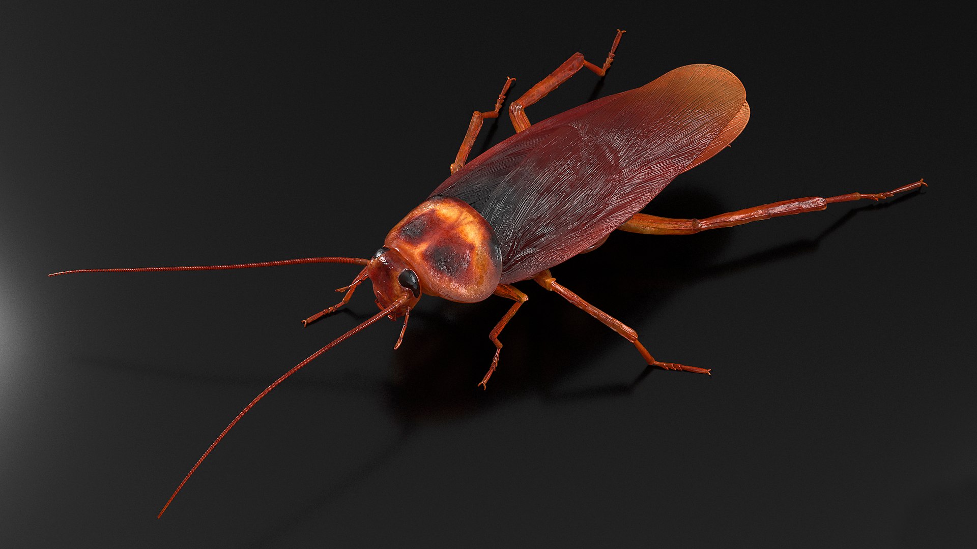 3D Cockroach Creeps Rigged Animation - TurboSquid 1487212