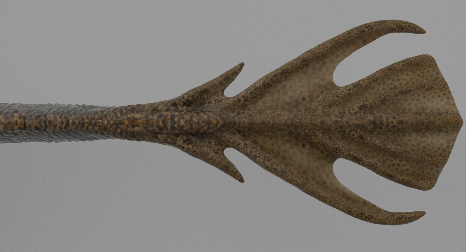 3D wyvern model - TurboSquid 1166178