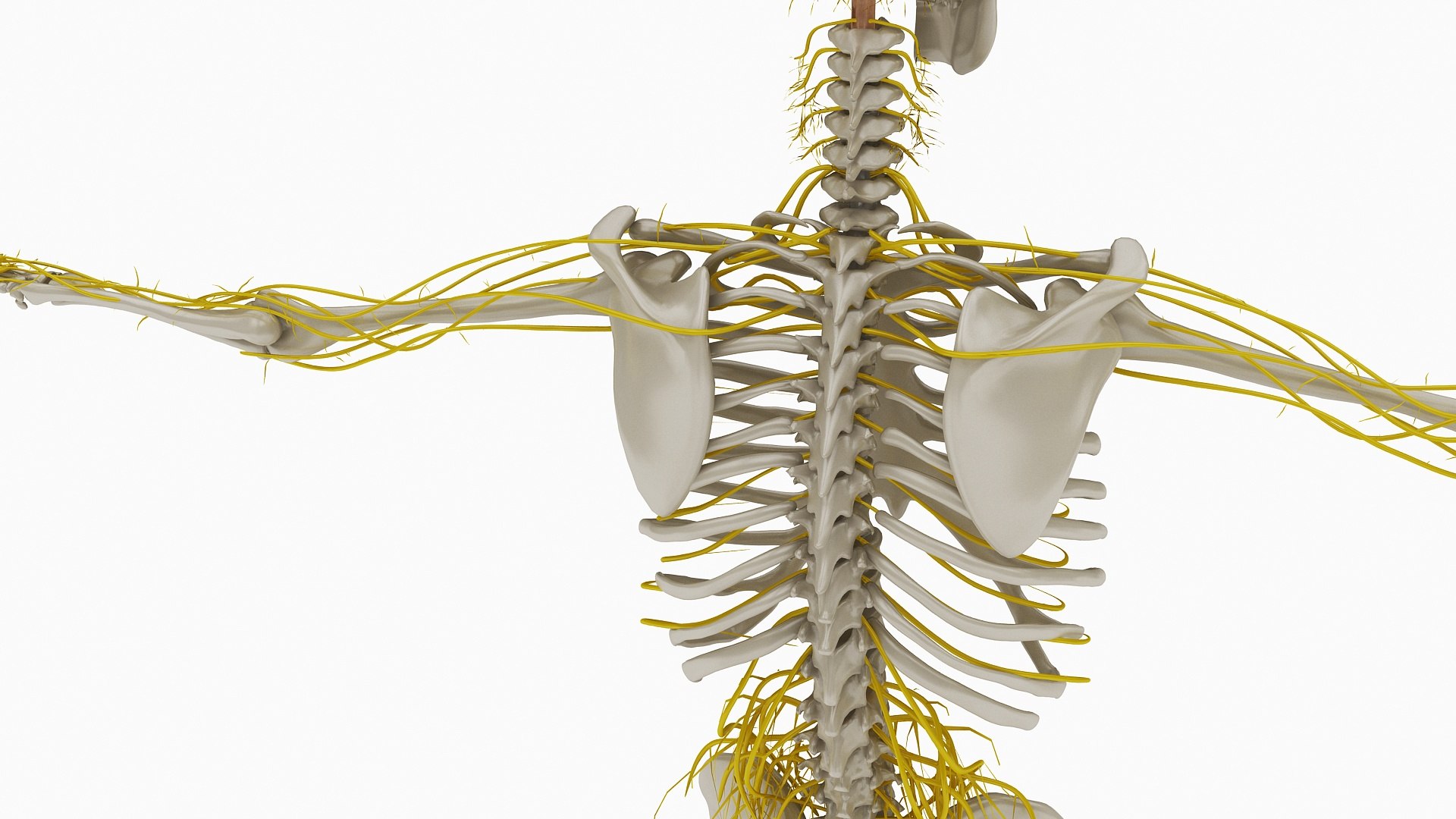 Nervous Anatomy Nerves 3D Model - TurboSquid 1469617