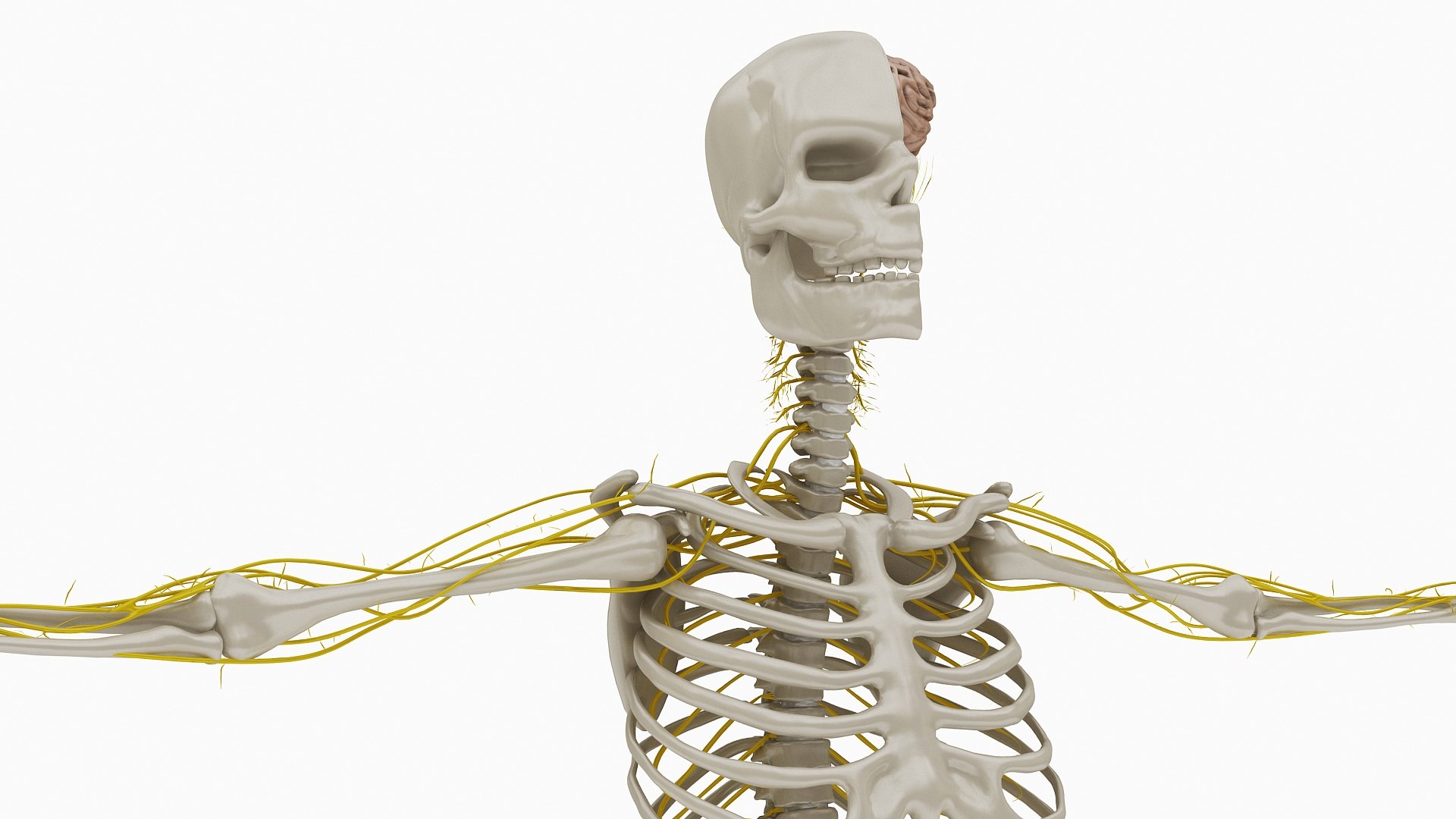 Nervous Anatomy Nerves 3D Model - TurboSquid 1469617