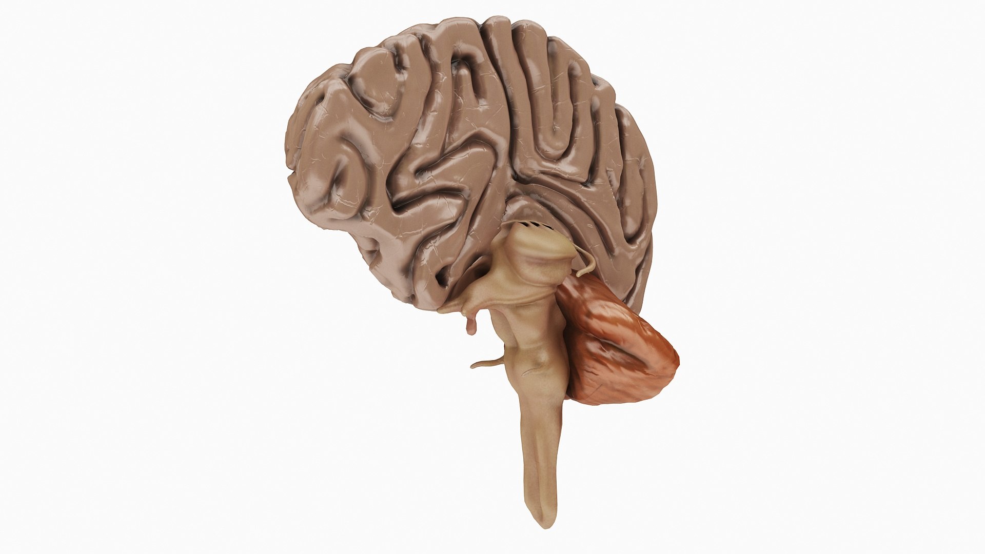 Nervous Anatomy Nerves 3D Model - TurboSquid 1469617