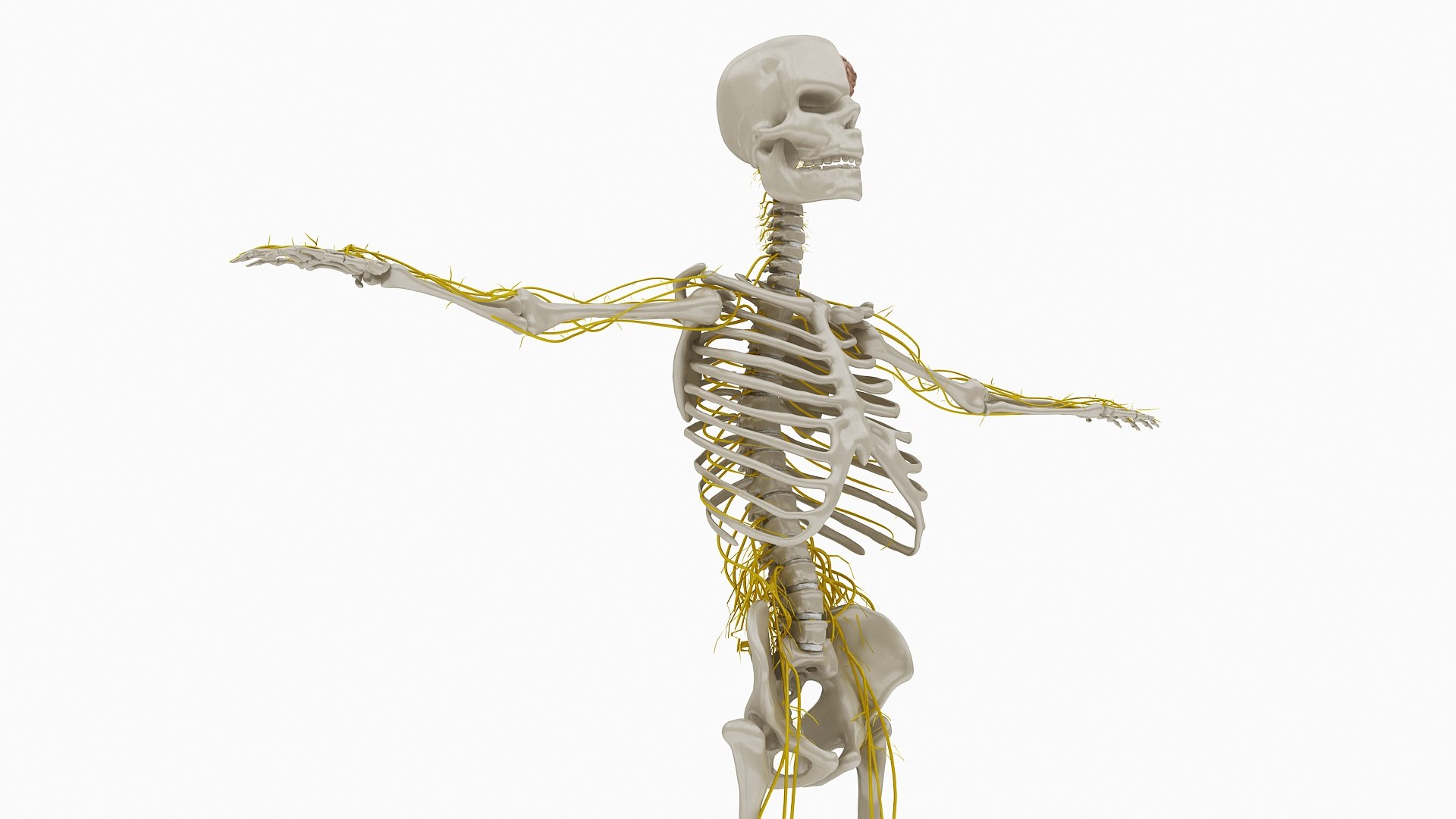 Nervous Anatomy Nerves 3D Model - TurboSquid 1469617