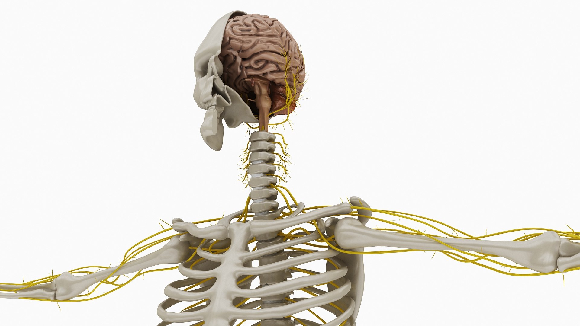 Nervous Anatomy Nerves 3D Model - TurboSquid 1469617