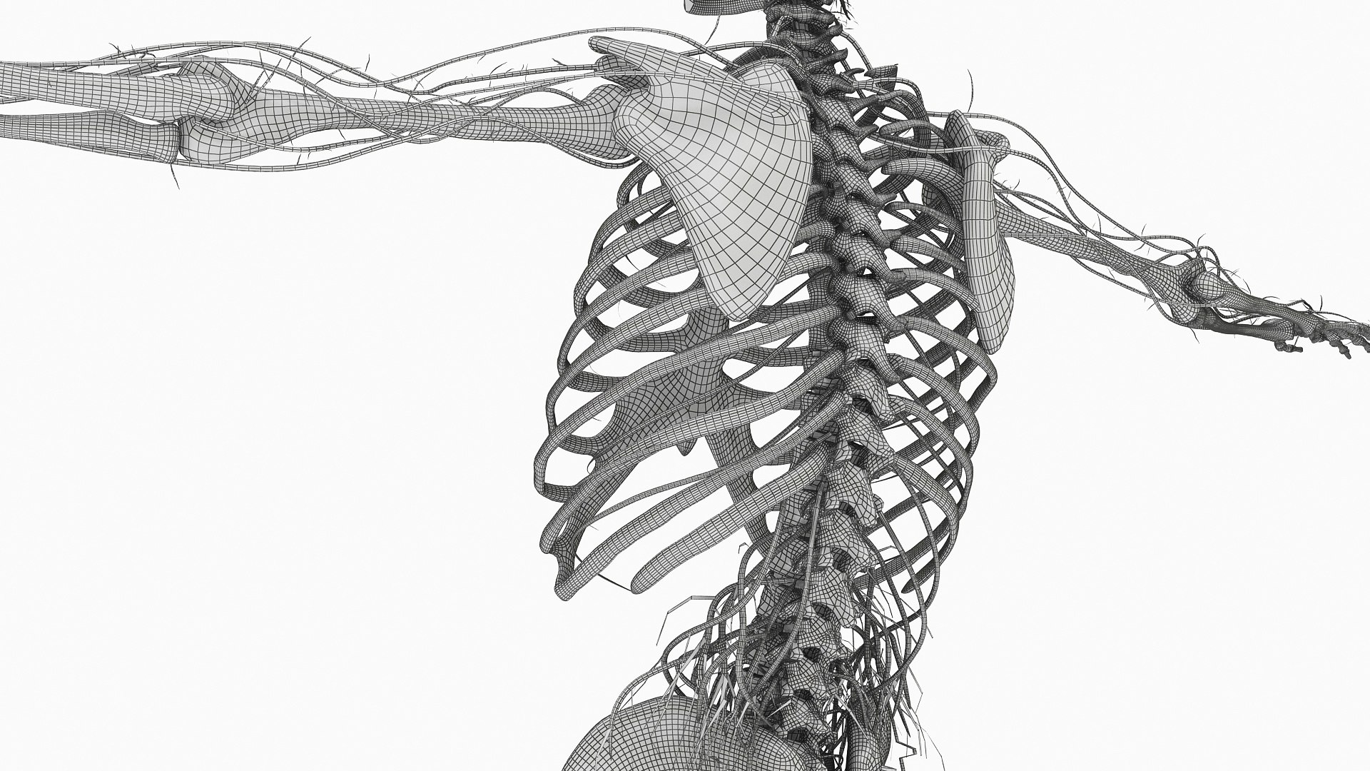 Nervous Anatomy Nerves 3D Model - TurboSquid 1469617