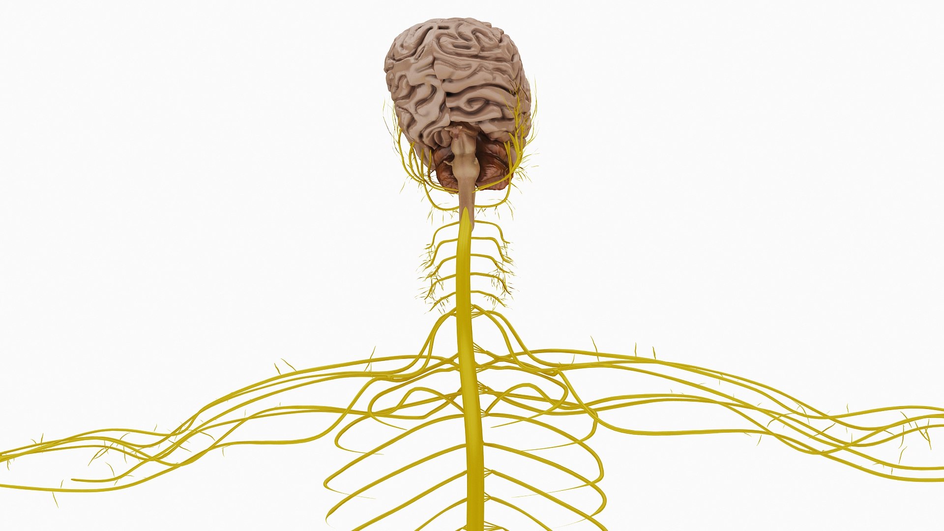 Nervous Anatomy Nerves 3D Model - TurboSquid 1469617