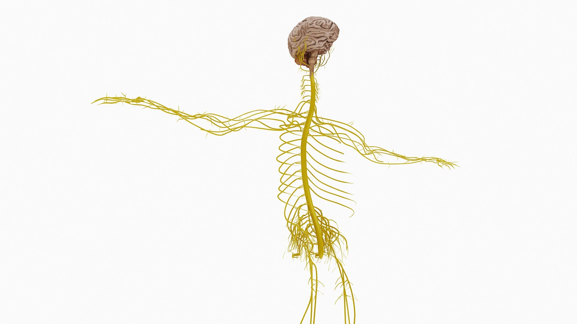 Nervous Anatomy Nerves 3D Model - TurboSquid 1469617