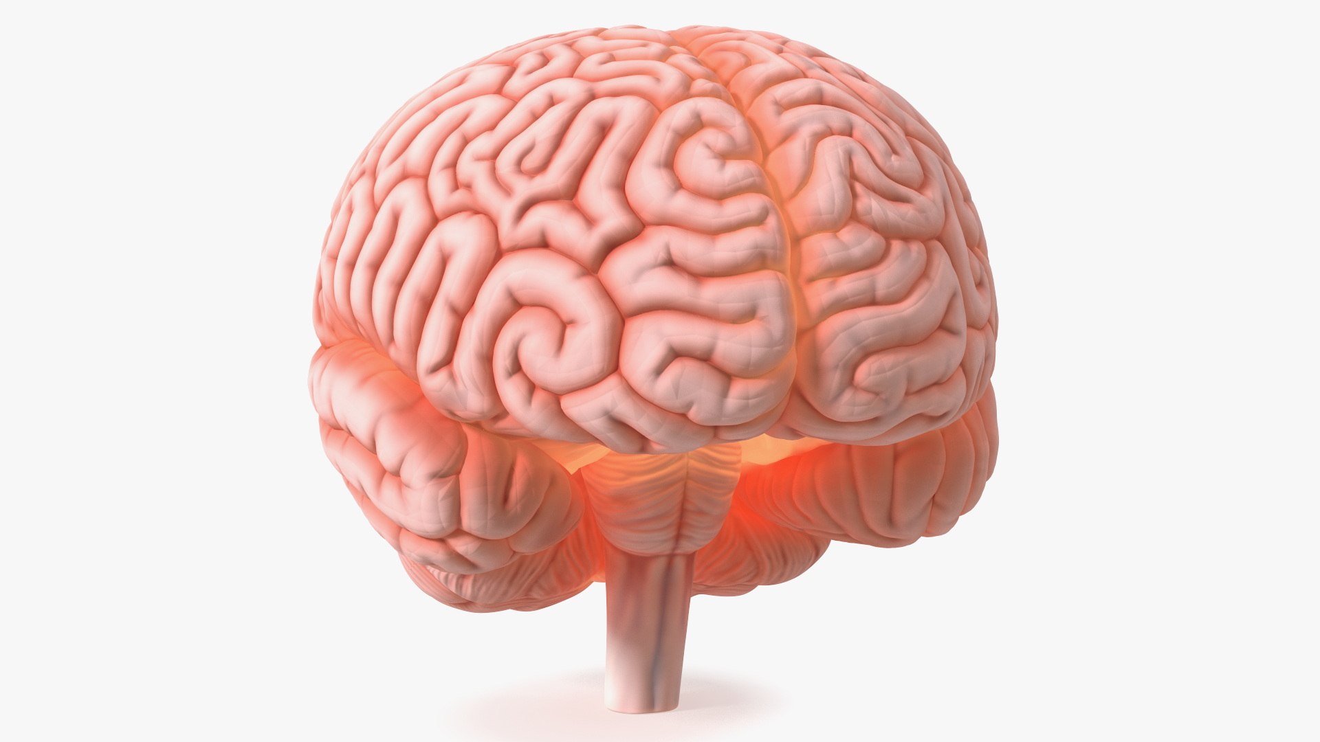 Human Brain Plastic Model With Light 3D Model - TurboSquid 2270133