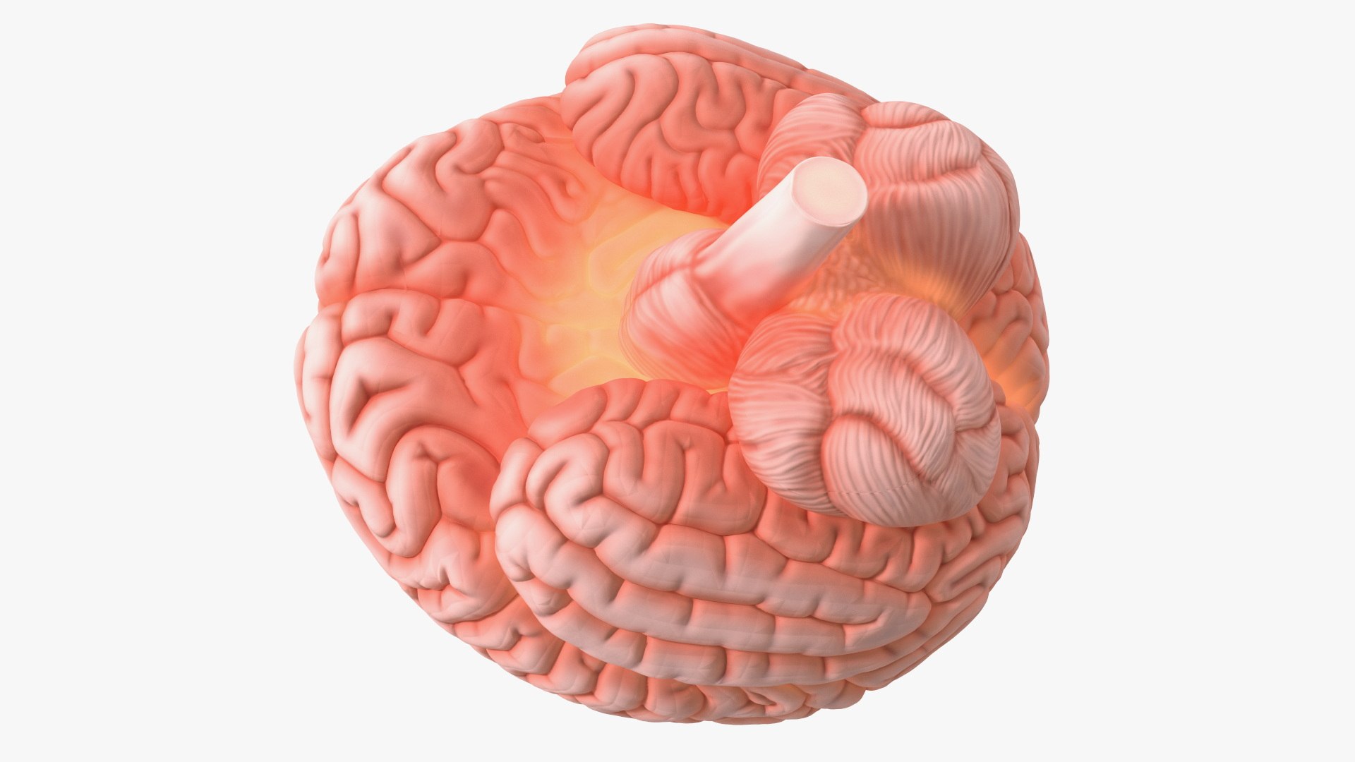 Human Brain Plastic Model With Light 3D Model - TurboSquid 2270133
