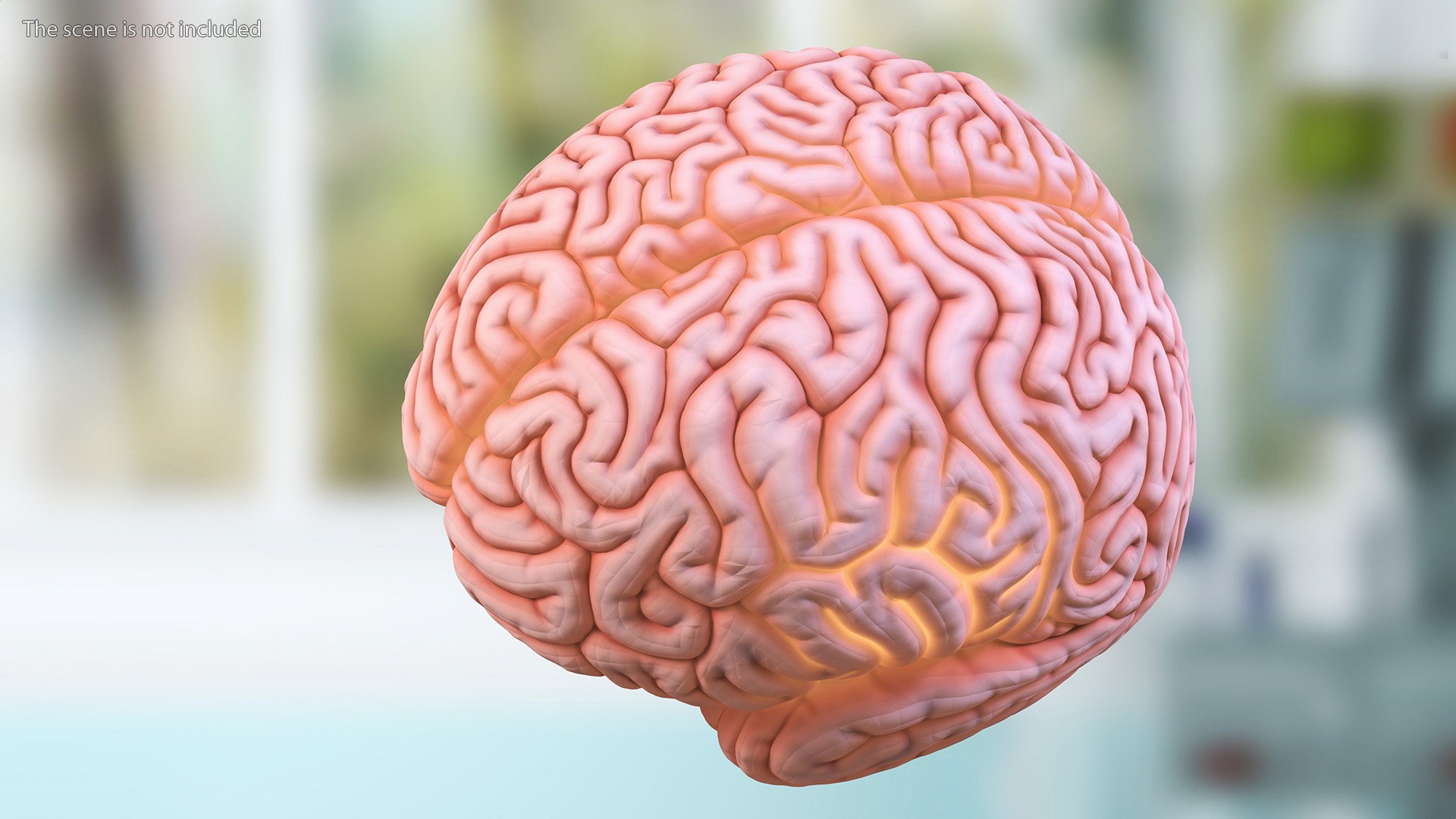 Human Brain Plastic Model With Light 3D Model - TurboSquid 2270133