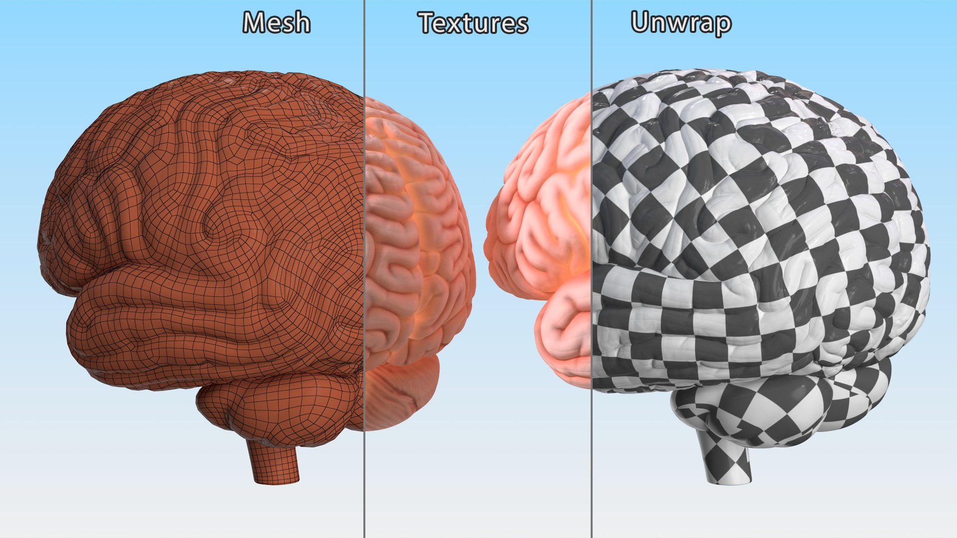 Human Brain Plastic Model With Light 3D Model - TurboSquid 2270133