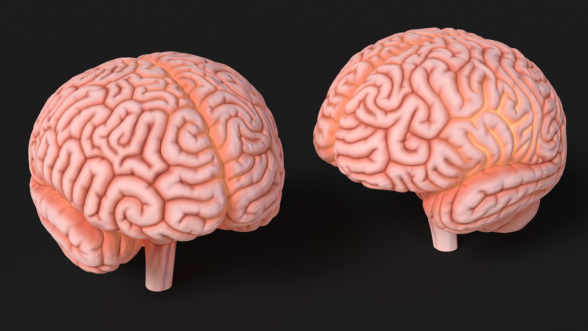 Human Brain Plastic Model With Light 3D Model - TurboSquid 2270133