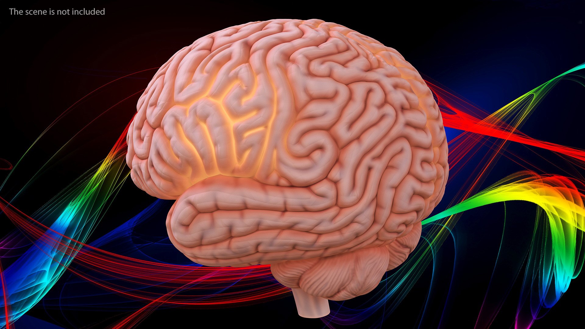 Human Brain Plastic Model With Light 3D Model - TurboSquid 2270133