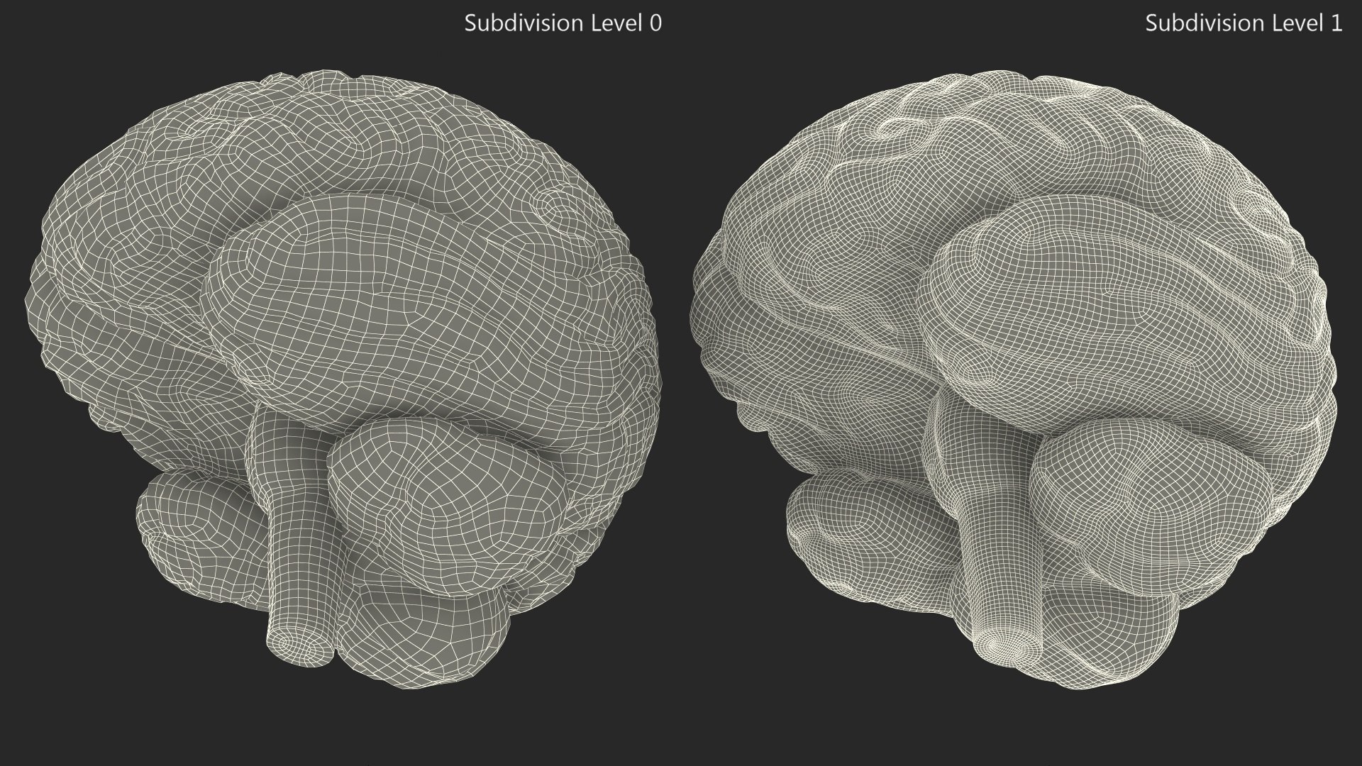 Human Brain Plastic Model With Light 3D Model - TurboSquid 2270133