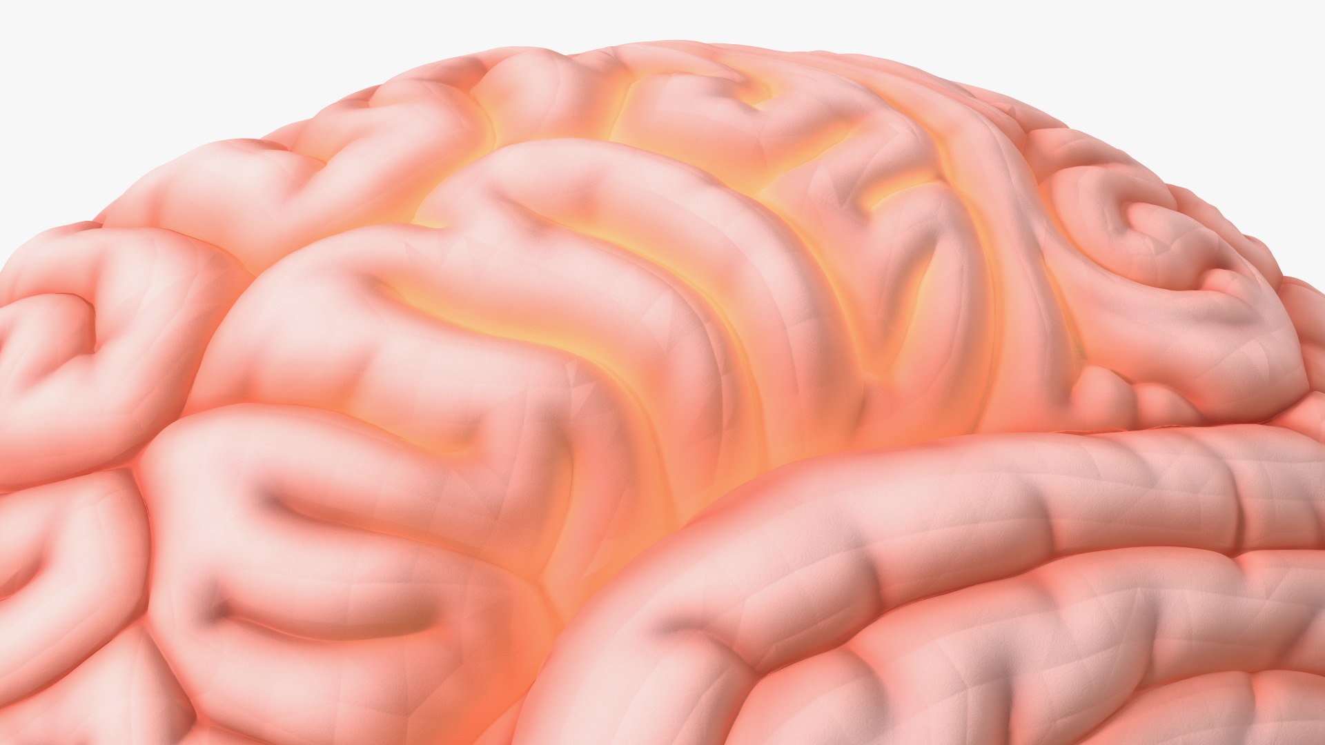 Human Brain Plastic Model With Light 3D Model - TurboSquid 2270133