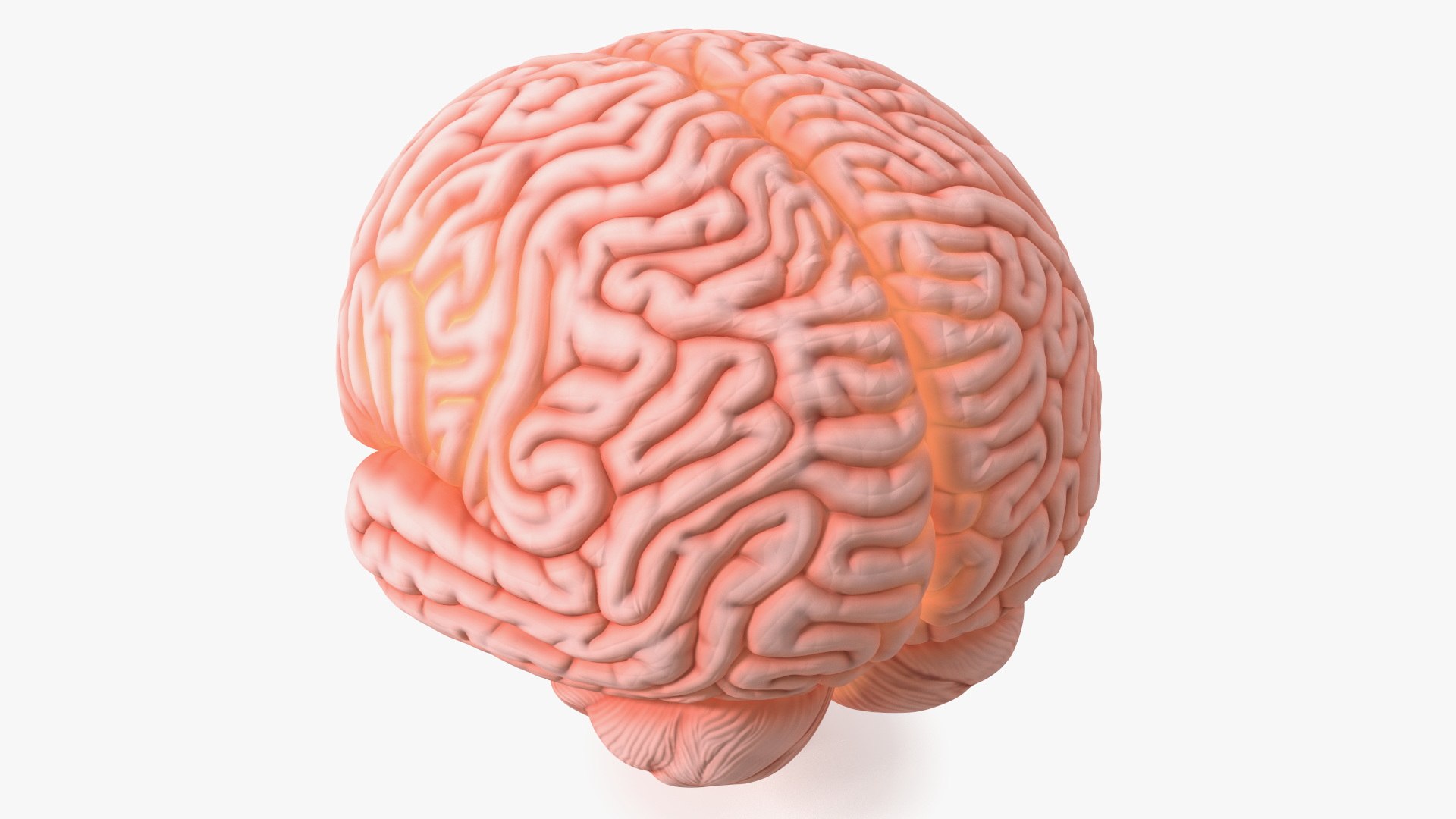 Human Brain Plastic Model With Light 3D Model - TurboSquid 2270133
