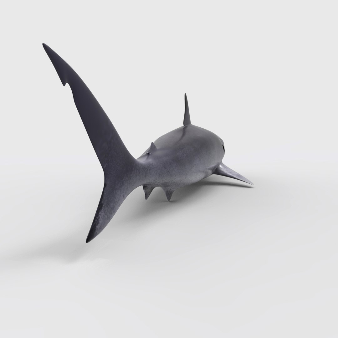 3d Shark Real