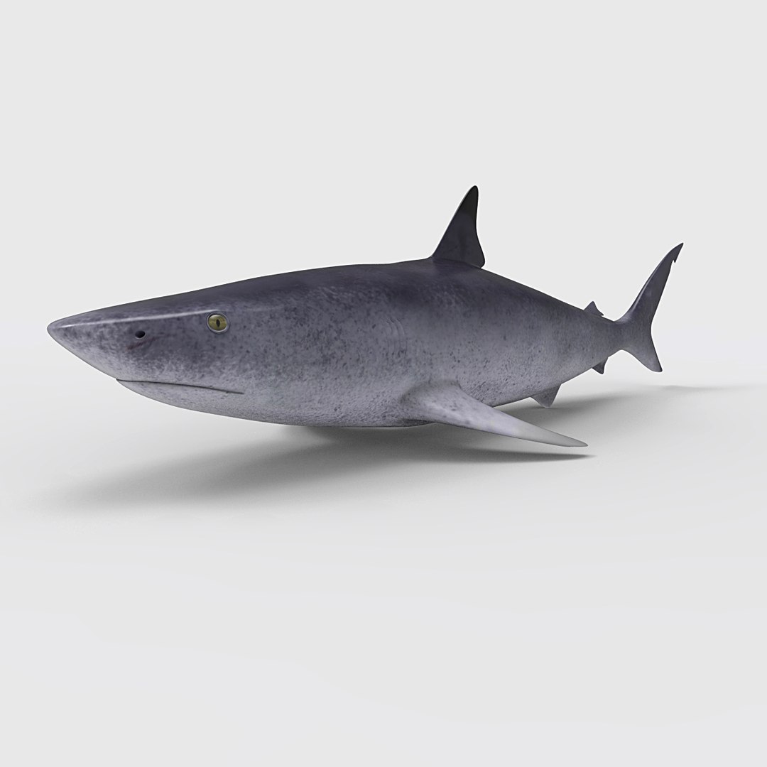 3d Shark Real