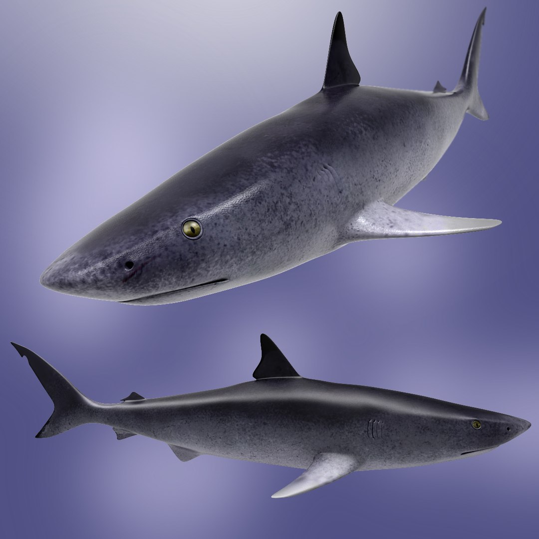 3d Shark Real